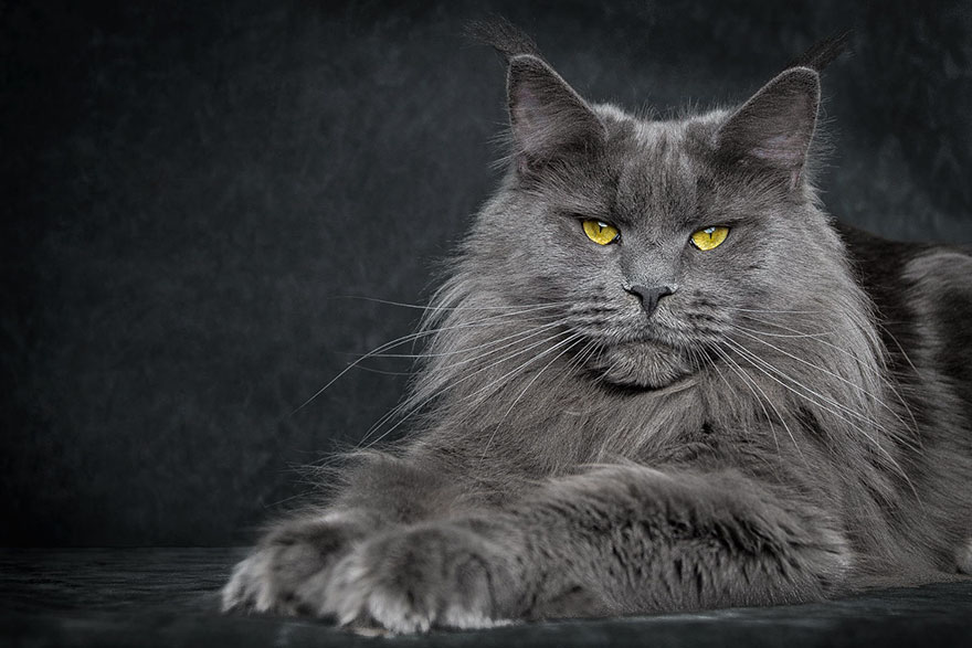 Jornal Bom Dia | Notícias | Notícias: maine-coon-o-gigante-felino